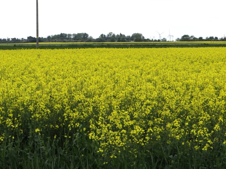 The Cheerful yet Fleeting Rapeseed Flowers of England – Janaline's ...