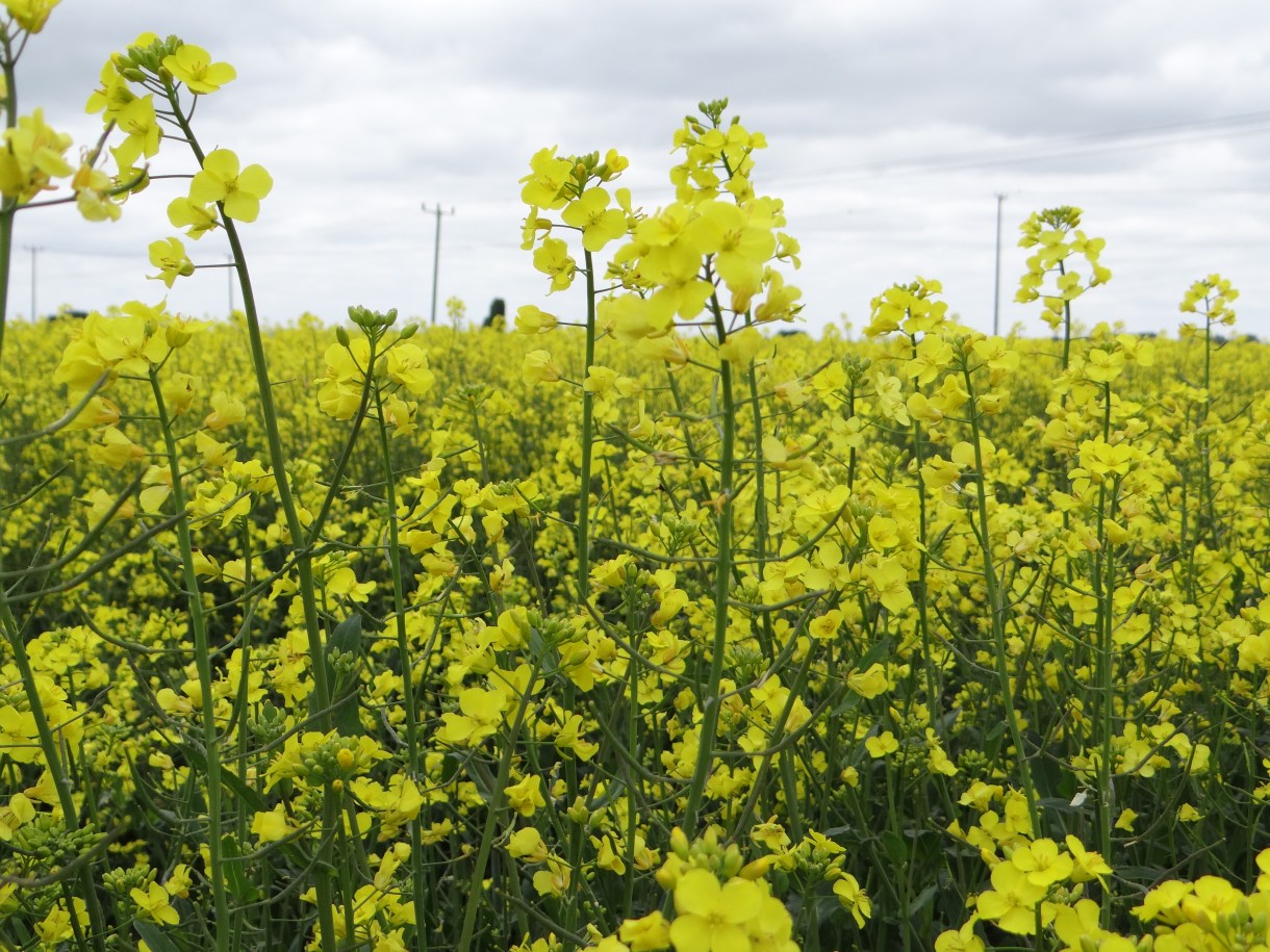 The Cheerful yet Fleeting Rapeseed Flowers of England – Janaline's ...