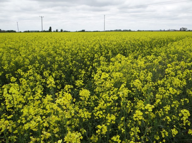 The Cheerful yet Fleeting Rapeseed Flowers of England – Janaline's ...