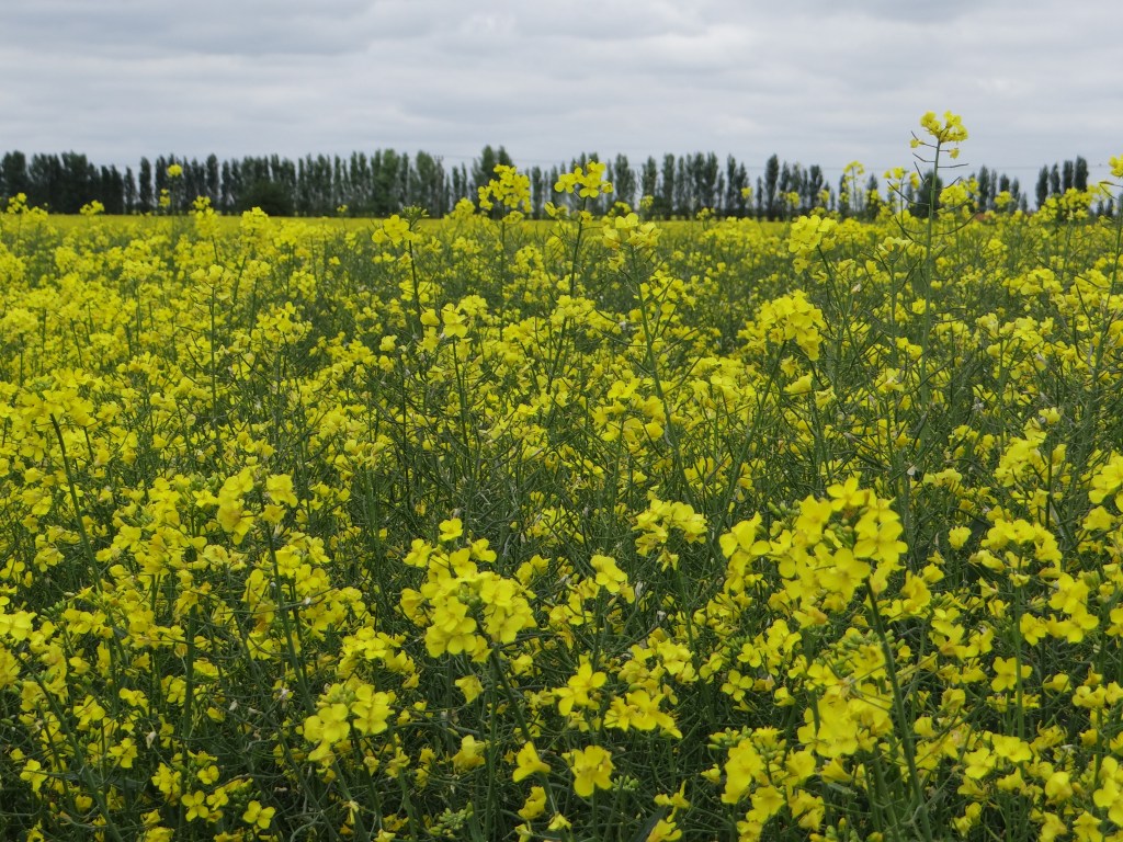 The Cheerful yet Fleeting Rapeseed Flowers of England – Janaline's ...