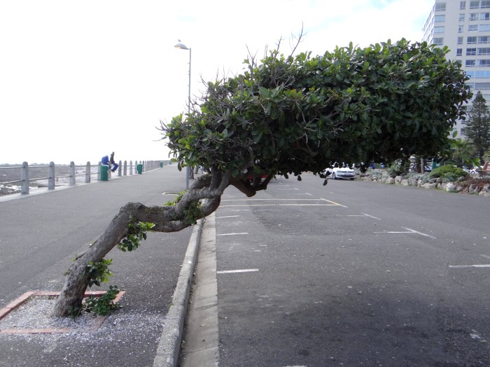 “Cape Doctor” the creator of slanting trees – Janaline's world journey