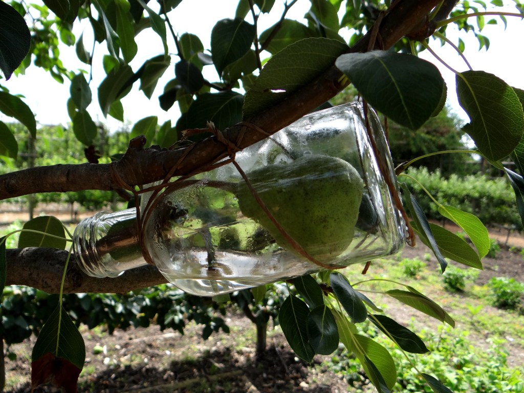 How do you get a full-grown pear inside a Brandy bottle? – Janaline's ...