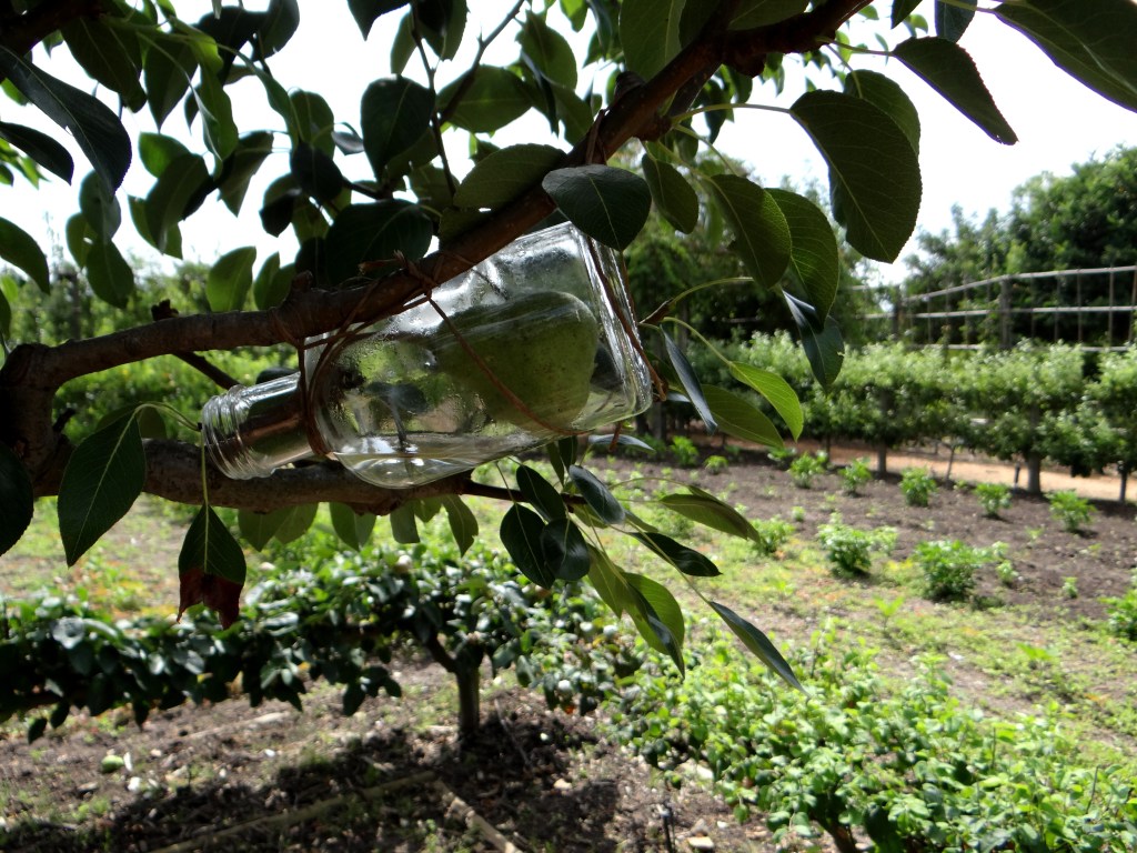How do you get a full-grown pear inside a Brandy bottle? – Janaline's ...