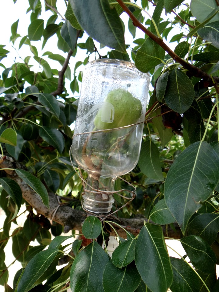 How do you get a full-grown pear inside a Brandy bottle? – Janaline's ...